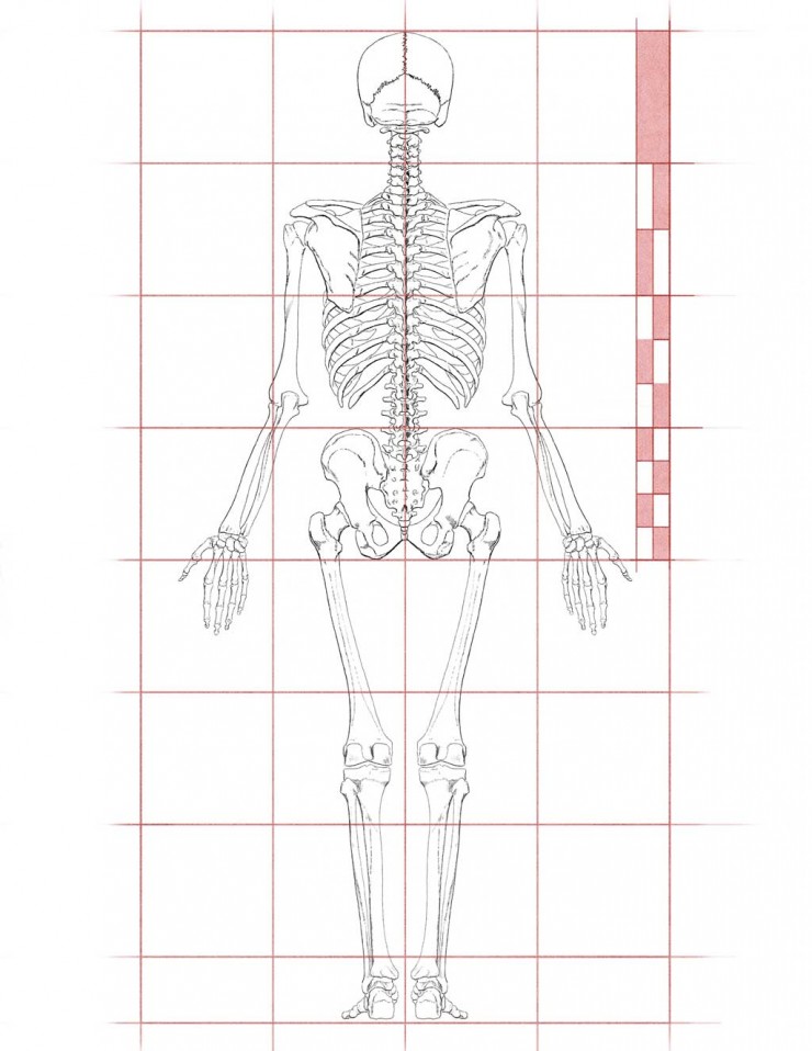 Human Proportions for Figure drawing
